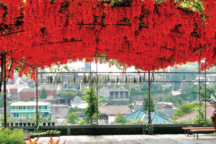 Berita Taman Liar Terbaru Hari Ini - Grid.ID