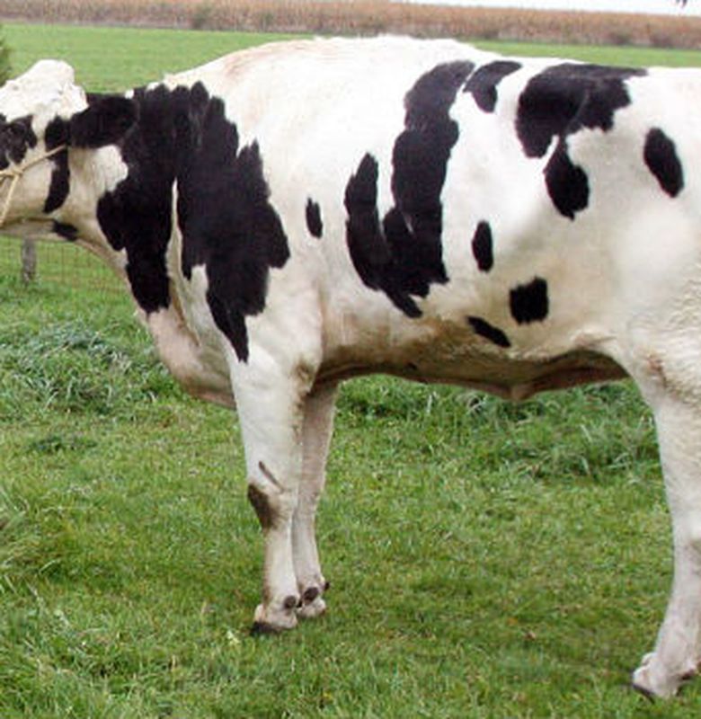 Berita Sapi Tertinggi Di Dunia Terbaru Hari Ini Bobo