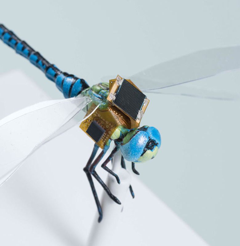 Berita Drone Yang Dipasang Pada Tubuh Capung Terbaru Hari Ini - Bobo