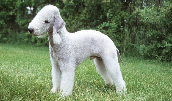 Jarang Orang Punya, Inilah 5 Ras Anjing Paling Langka di Dunia - Page all Jarang Orang Punya, Inilah 5 Ras Anjing Paling Langka di Dunia - Page all