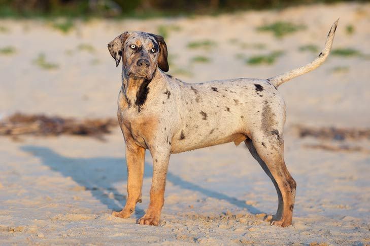 Jarang Orang Punya, Inilah 5 Ras Anjing Paling Langka di Dunia - Page all Jarang Orang Punya, Inilah 5 Ras Anjing Paling Langka di Dunia - Page all