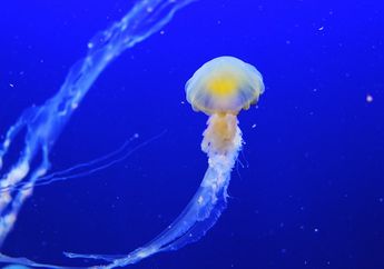 Berita Jenis Jenis Filum Kingdom Animalia Terbaru Hari Ini - Adjar