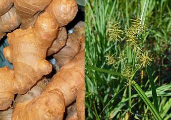 Berita Contoh Tumbuhan Geragih Terbaru Hari Ini - Bobo