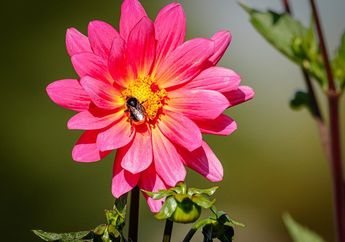 Berita Nama Nama Bunga Dalam Bahasa Inggris Terbaru Hari Ini - Kids