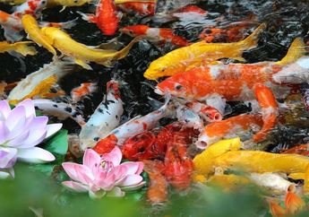 Berita Ikan Koi Slayer Terbaru Hari Ini - Adjar