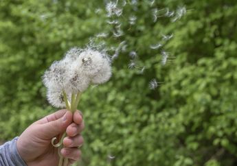 Berita Penyebaran Biji Pada Tumbuhan Terbaru Hari Ini - Bobo