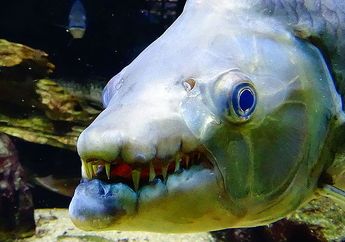 Berita Goliath Tigerfish Terbaru Hari Ini - Bobo