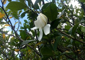 Berita Bunga Jempiring Terbaru Hari Ini - Bobo