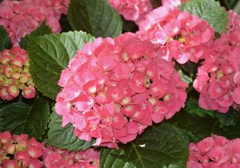 Berita Bunga Pecah Seribu Terbaru Hari Ini - Bobo