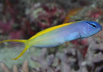 Berita Ikan Bleni Terbaru Hari Ini - Bobo