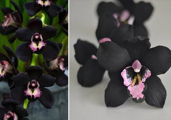 Berita Anggrek Hitam Papua Terbaru Hari Ini - Bobo