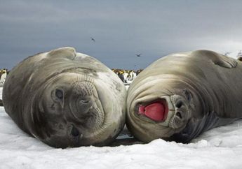 Berita Gajah Laut Terbaru Hari Ini - National Geographic