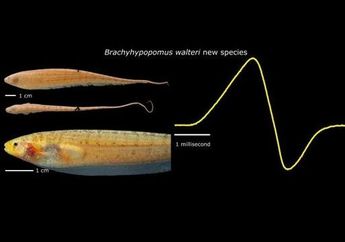 Berita Ikan Listrik Terbaru Hari Ini - National Geographic
