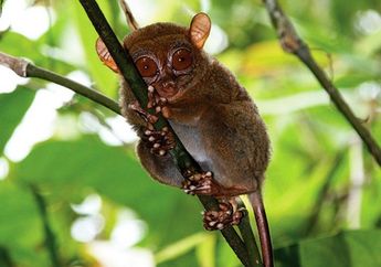 Berita Spesies Primata Terbaru Hari Ini - National Geographic