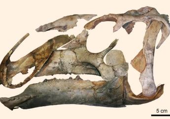 Berita Orientalis Terbaru Hari Ini - National Geographic