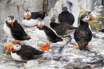 Berita Burung Puffin Terbaru Hari Ini - Bobo