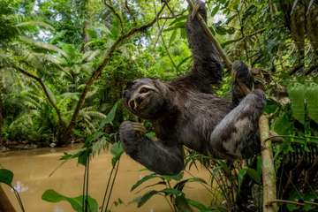 Berita Foto Satwa Liar Terbaru Hari Ini - National Geographic