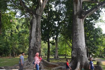 Berita Pohon Randu Terbaru Hari Ini - Bobo