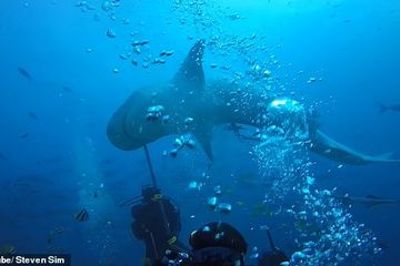 Berita Hiu Macan Terbaru Hari Ini - Grid.ID