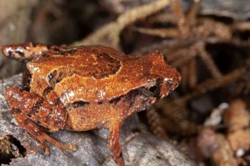 Berita Katak Berkantung Terbaru Hari Ini - National Geographic