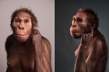Berita Australopithecus Sediba Terbaru Hari Ini - National Geographic