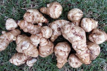 Berita Gembili Terbaru Hari Ini - Kids