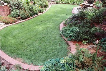 Berita Kucai Mini Terbaru Hari Ini - IDEA