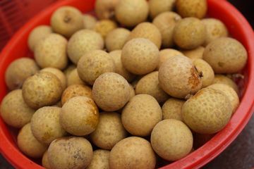 Berita Perbedaan Buah Duku Dan Buah Langsat Terbaru Hari Ini - Bobo