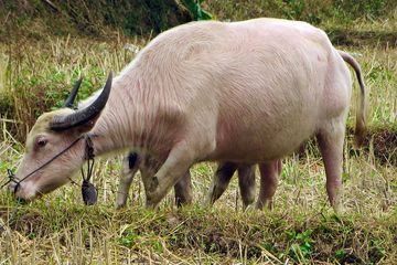 Berita Kebo Bule Terbaru Hari Ini - Bobo