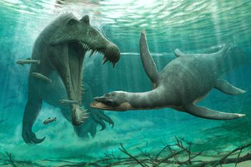 Berita Fosil Plesiosaurus Terbaru Hari Ini - National Geographic