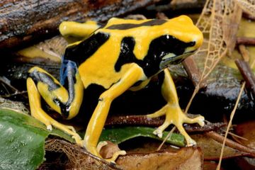 Berita Katak Racun Terbaru Hari Ini - National Geographic