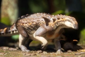Berita Nodosaurid Terbaru Hari Ini - National Geographic
