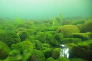 Berita Marimo Terbaru Hari Ini - National Geographic