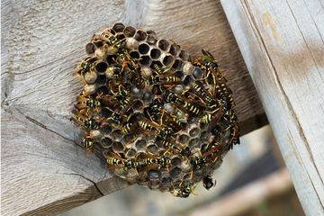 Berita Sarang Lebah Terbaru Hari Ini - Sajian Sedap