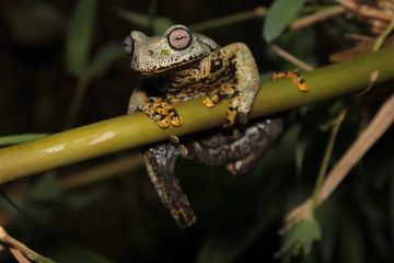 Berita Spesies Baru Katak Terbaru Hari Ini - National Geographic