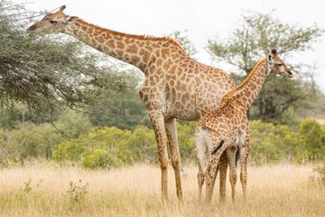 Berita Tinggi Jerapah Terbaru Hari Ini - Bobo