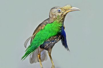 Berita Burung Bidadari Terbaru Hari Ini - Kids