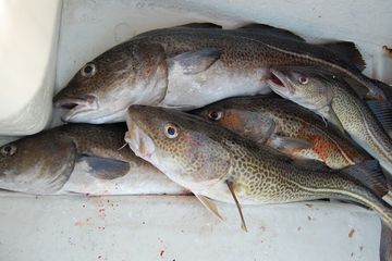 Berita Ikan Cod Terbaru Hari Ini - Bobo