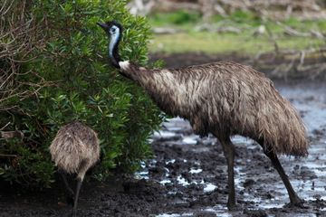 Berita Telur Burung Emu Terbaru Hari Ini - Bobo