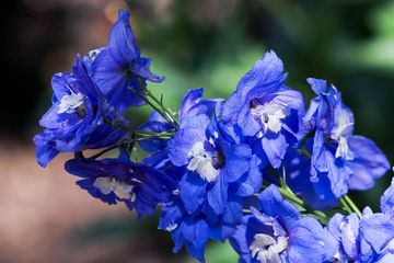 Berita Bunga Larkspur Terbaru Hari Ini - Bobo