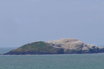 Berita Pulau Putih Terbaru Hari Ini - Bobo