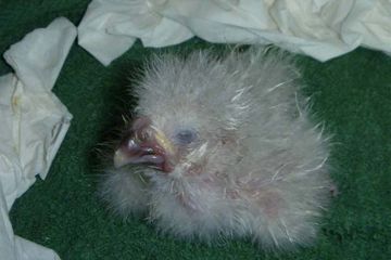 Berita Telur Retak Terbaru Hari Ini - Bobo