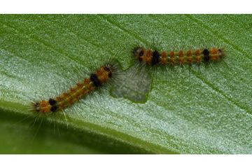 Berita Ulat Api Terbaru Hari Ini - Bobo