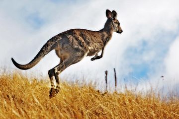 Berita Fakta Unik Tentang Kanguru Terbaru Hari Ini - Bobo
