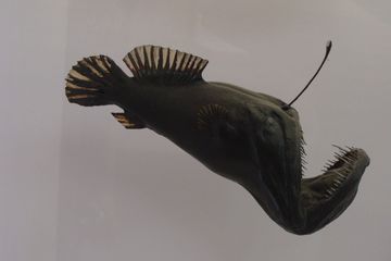 Berita Anglerfish Melanocetus Johnsonii Terbaru Hari Ini - Bobo