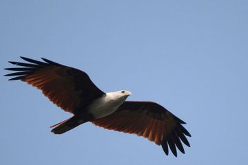 Berita Maskot Kota Jakarta Terbaru Hari Ini - Bobo