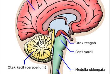 Berita Aktivasi Otak Tengah Terbaru Hari Ini - Grid.ID