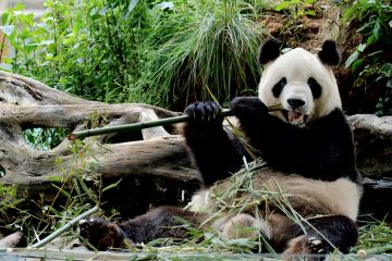 Berita Panda Jantan Tertua Di Dunia Terbaru Hari Ini - National Geographic