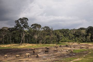 Berita Kerusakan Habitat Terbaru Hari Ini - National Geographic
