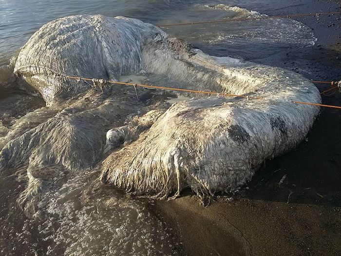 Hewan Laut Misterius Terdampar, Warga Filipina Anggap Pertanda Buruk ... Hewan Laut Misterius Terdampar, Warga Filipina Anggap Pertanda Buruk ...